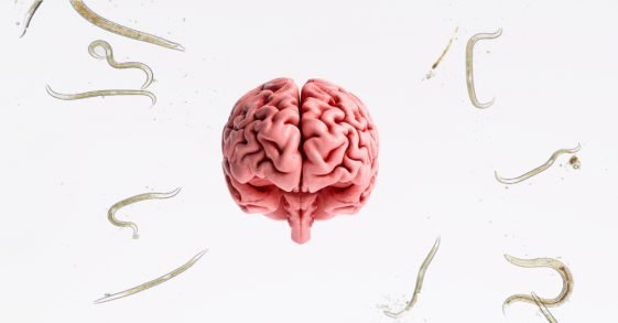 How Do You Get Meningitis? - Meningitis Causes - Page 7 of 8 - Healthella